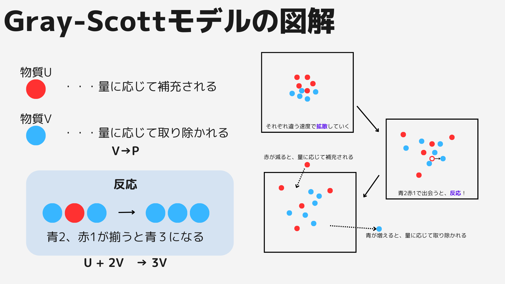 Gray-Scottモデル - 人工生命モデルを学んでみた【医学生による】